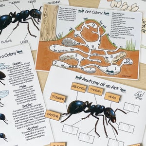 Ant Colony Nature Study Bundle Charlotte Mason Learning Materials Ant ...