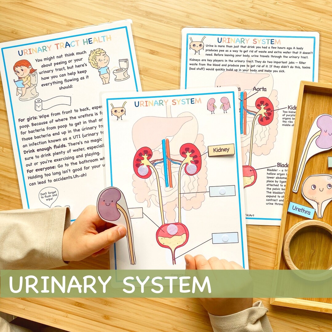 Human Urinary System Learning Bundle Human Body Unit Study Preschool ...