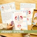 Human Urinary System Learning Bundle Human Body Unit Study - Etsy Canada