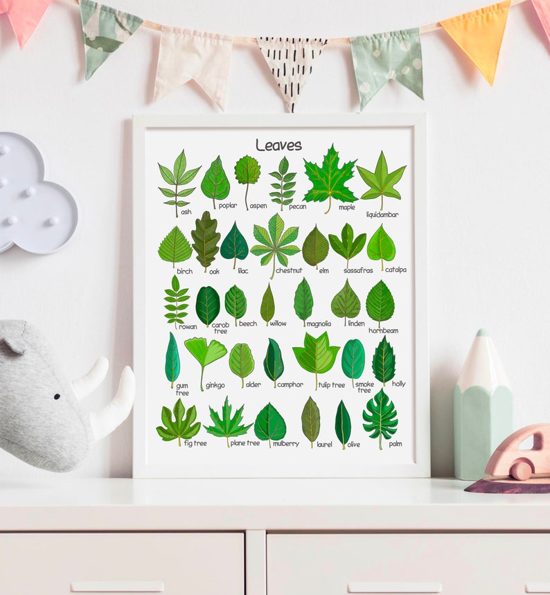 Trees Leaves Poster Homeschool Educational Posters Montessori - Etsy