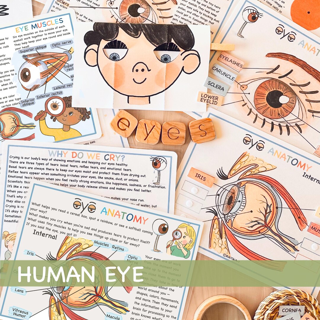Human Eye Anatomy Bundle for Kids Human Body Parts, Human Anatomy ...