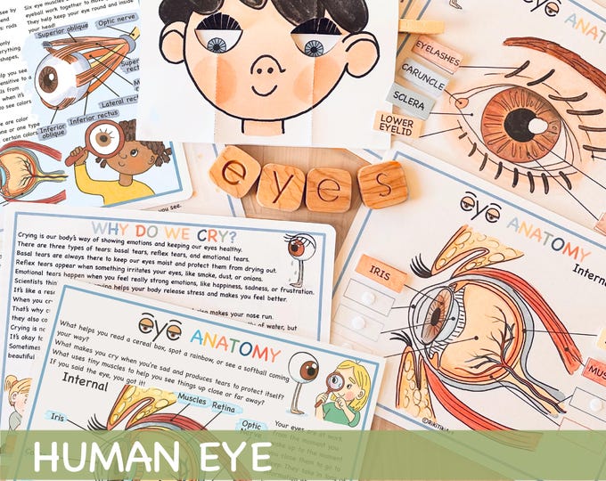 Eye Anatomy Kids Printable, Human Anatomy Activity, Preschool Science ...