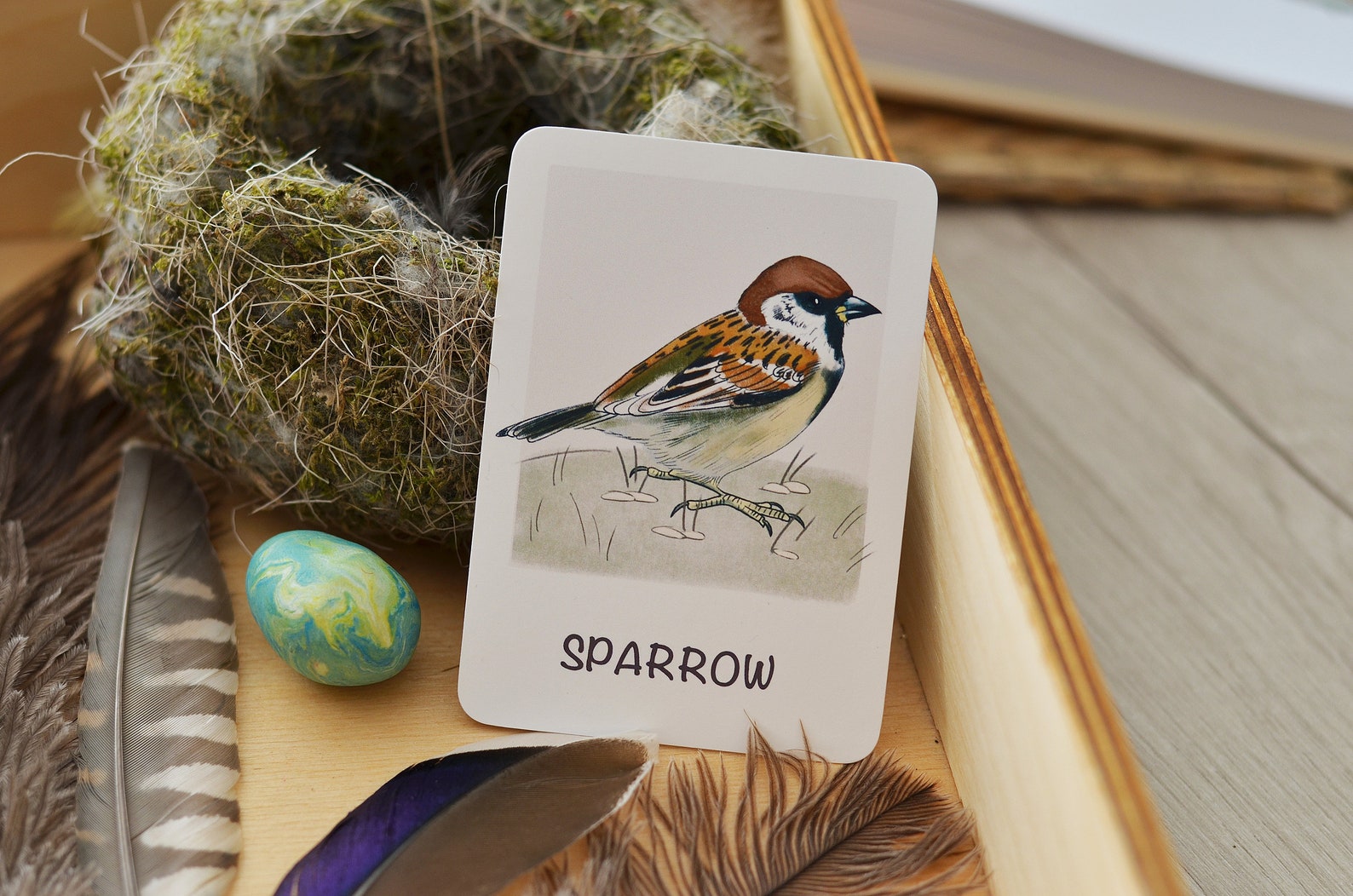 Toddler Flash Cards Backyard Birds Printable Flashcards - Etsy