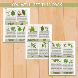 Leaf and Seed ID Cards Charlotte Mason Nature Study Preschool ...