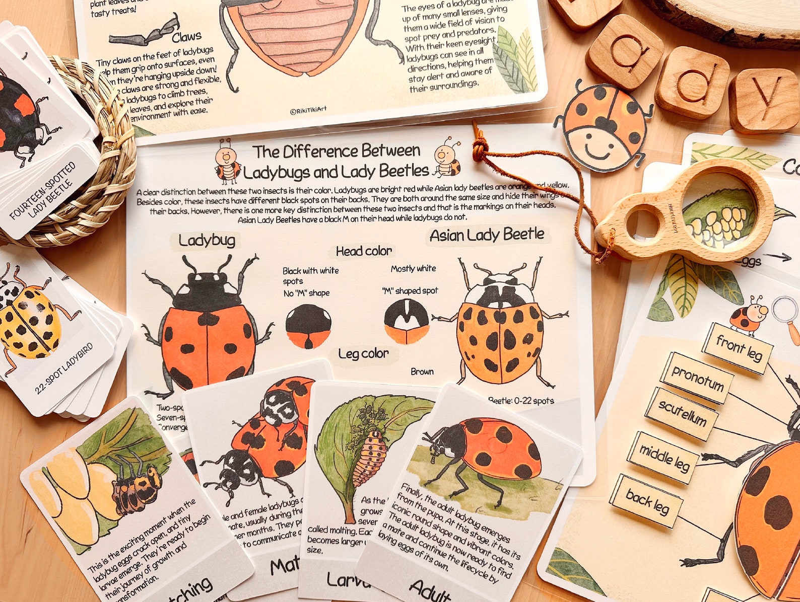 Ladybug Unit Study Homeschool Spring Printables Charlotte Mason ...