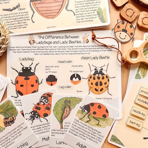 Ladybug Unit Study Homeschool Spring Printables Charlotte Mason ...