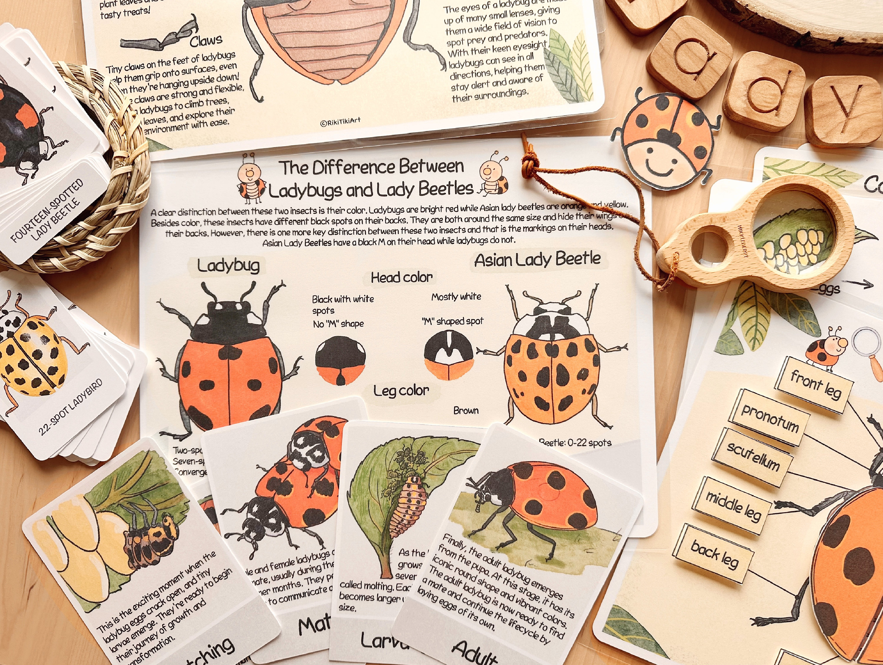 Ladybug Unit Study Homeschool Spring Printables Charlotte Mason ...