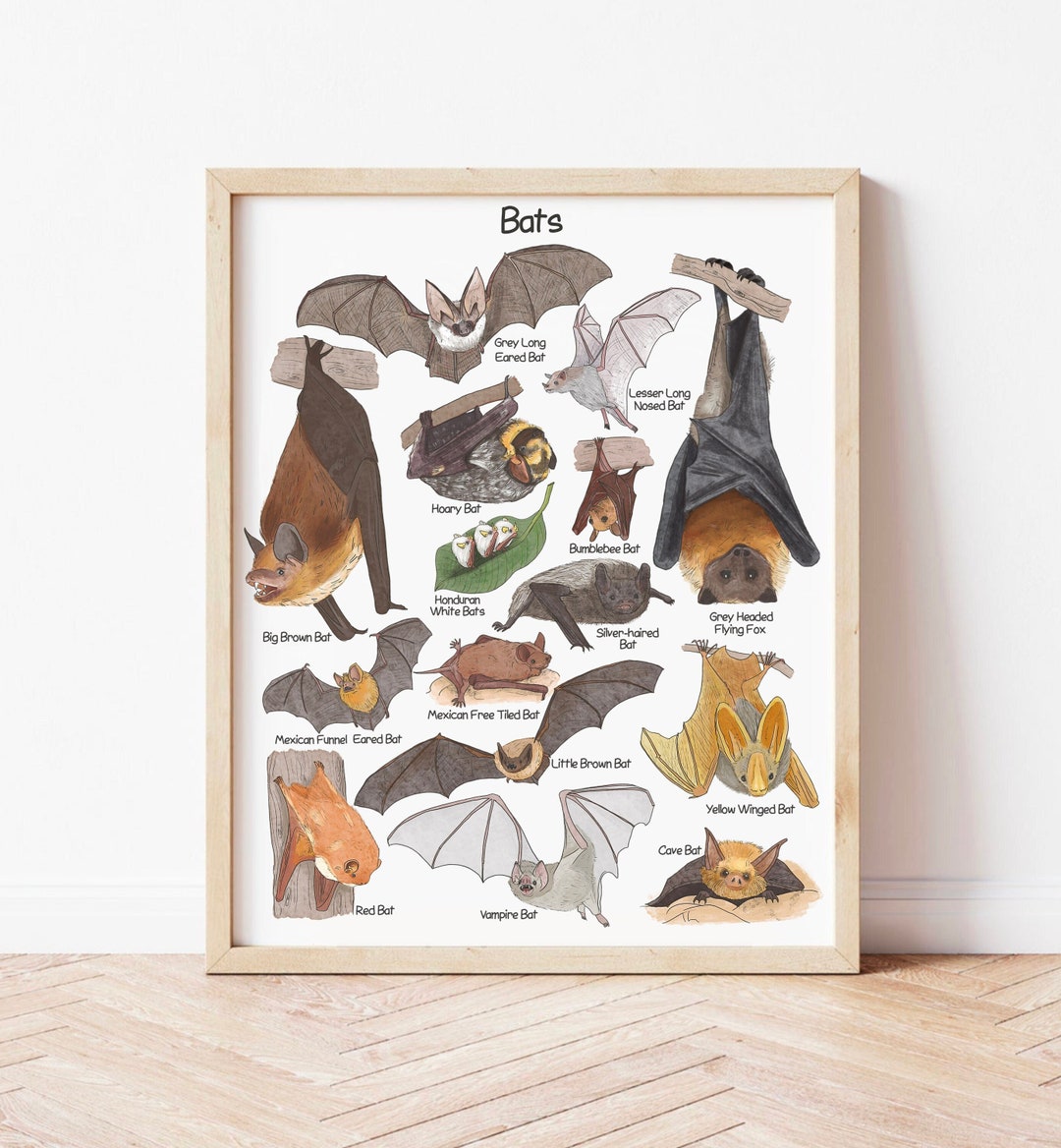 Bats Poster Homeschool Educational Posters Bad Print Charlotte Mason ...