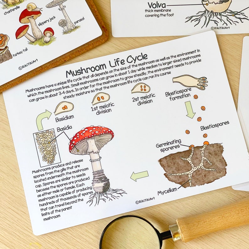 Mushrooms Unit Study Bundle Charlotte Mason Homeschool - Etsy