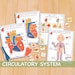 Male Reproductive System Learning Bundle Human Anatomy Busy Bundle ...