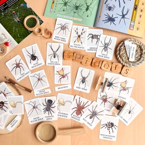 Spiders Flash Cards Montessori Printable Homeschool Resources ...