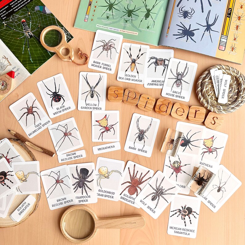 Spider Flash Cards Montessori Printable Homeschool Resources ...