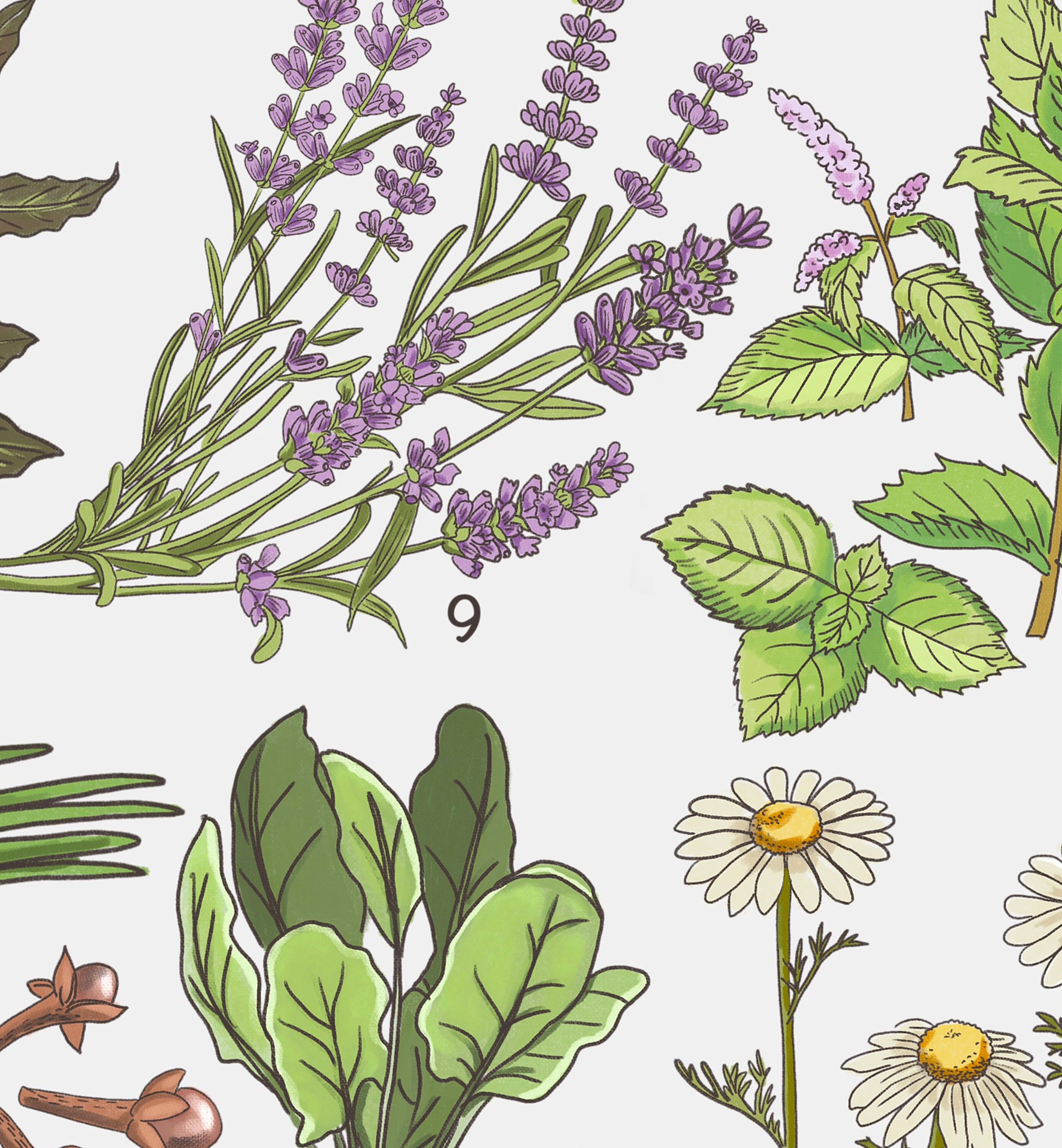 Kitchen Herb Educational Posters, Homeschool Montessori Classroom ...