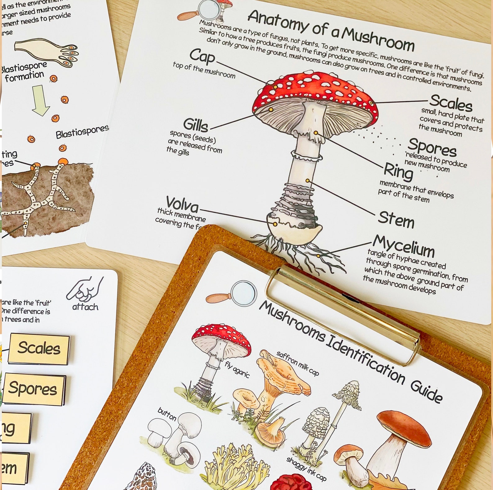 Mushrooms Unit Study Bundle Charlotte Mason Homeschool - Etsy