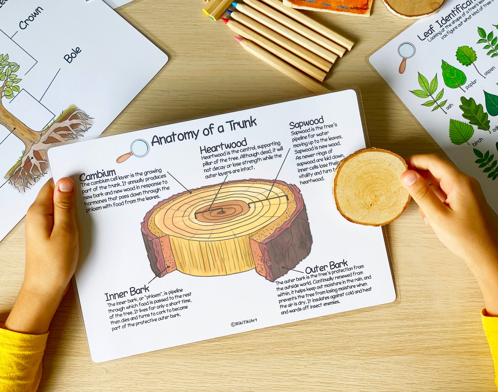 Tree Unit Study Bundle Charlotte Mason Anatomy of a Tree Nature Study ...