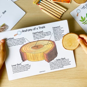 Tree Unit Study Bundle Charlotte Mason Anatomy of a Tree Nature Study ...