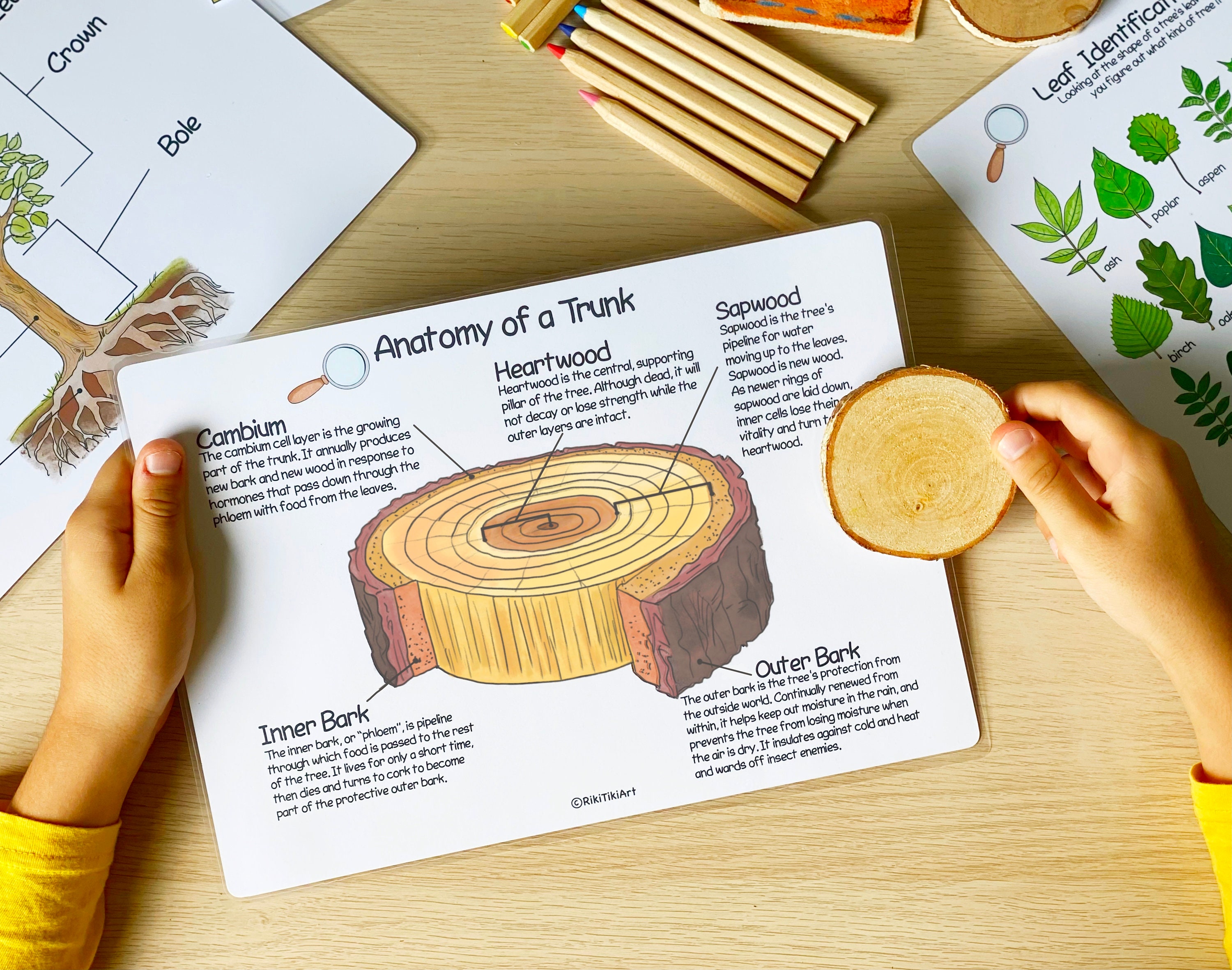 Tree Unit Study Bundle Charlotte Mason Anatomy of a Tree | Etsy