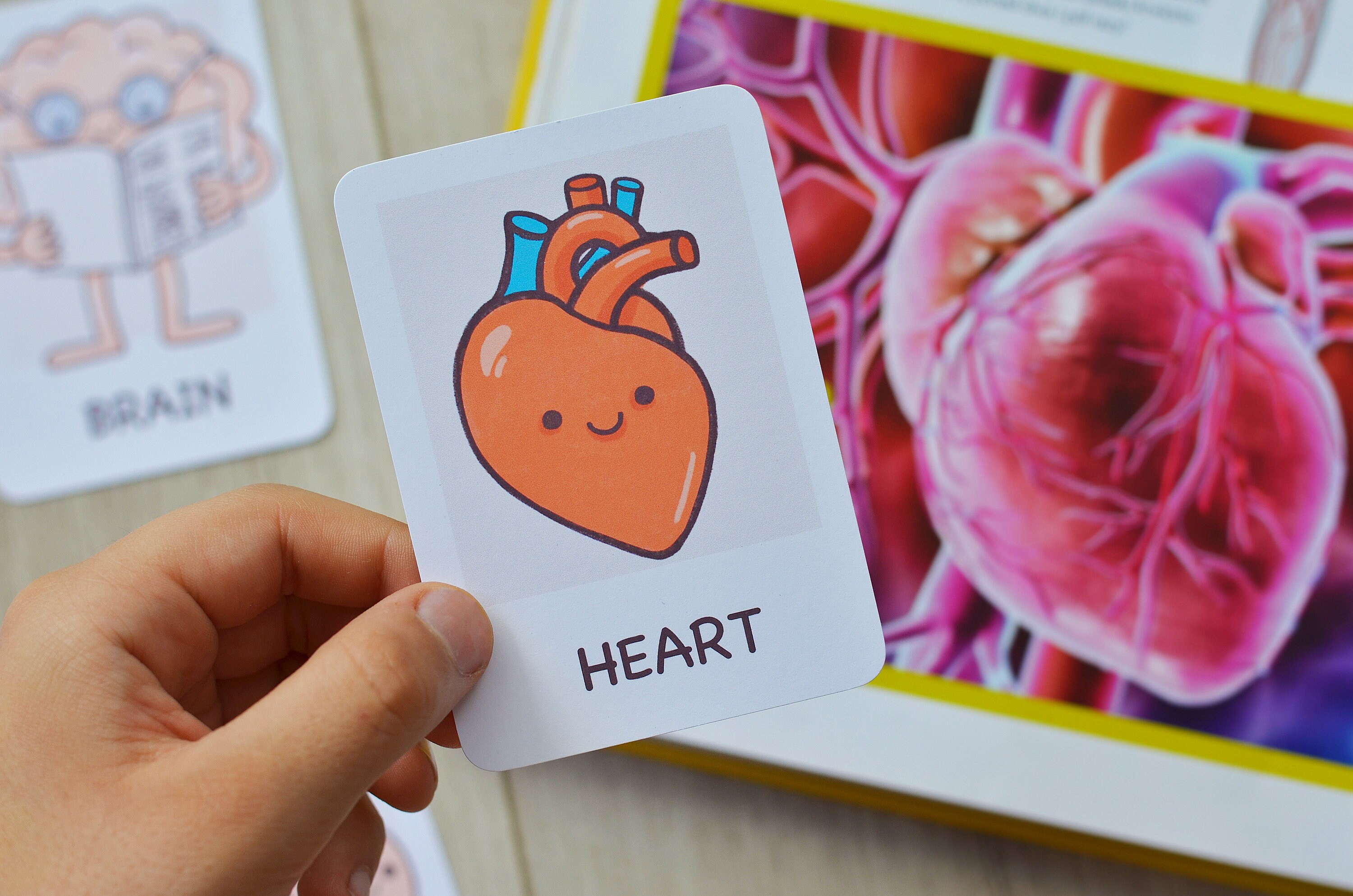 Human Organs Flashcards and Body Facts, Homeschool Montessori Materials ...