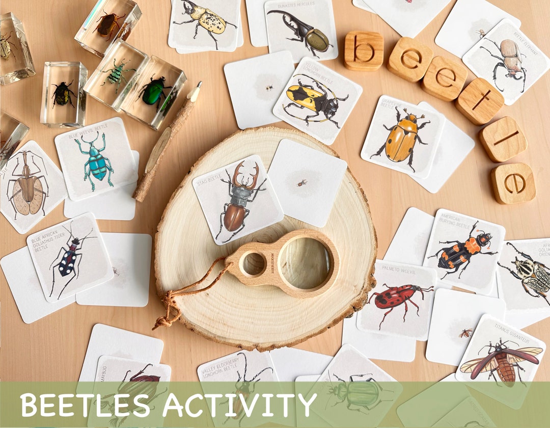 Beetles Study Activity Magnifying Glass Matching Game Homeschool ...