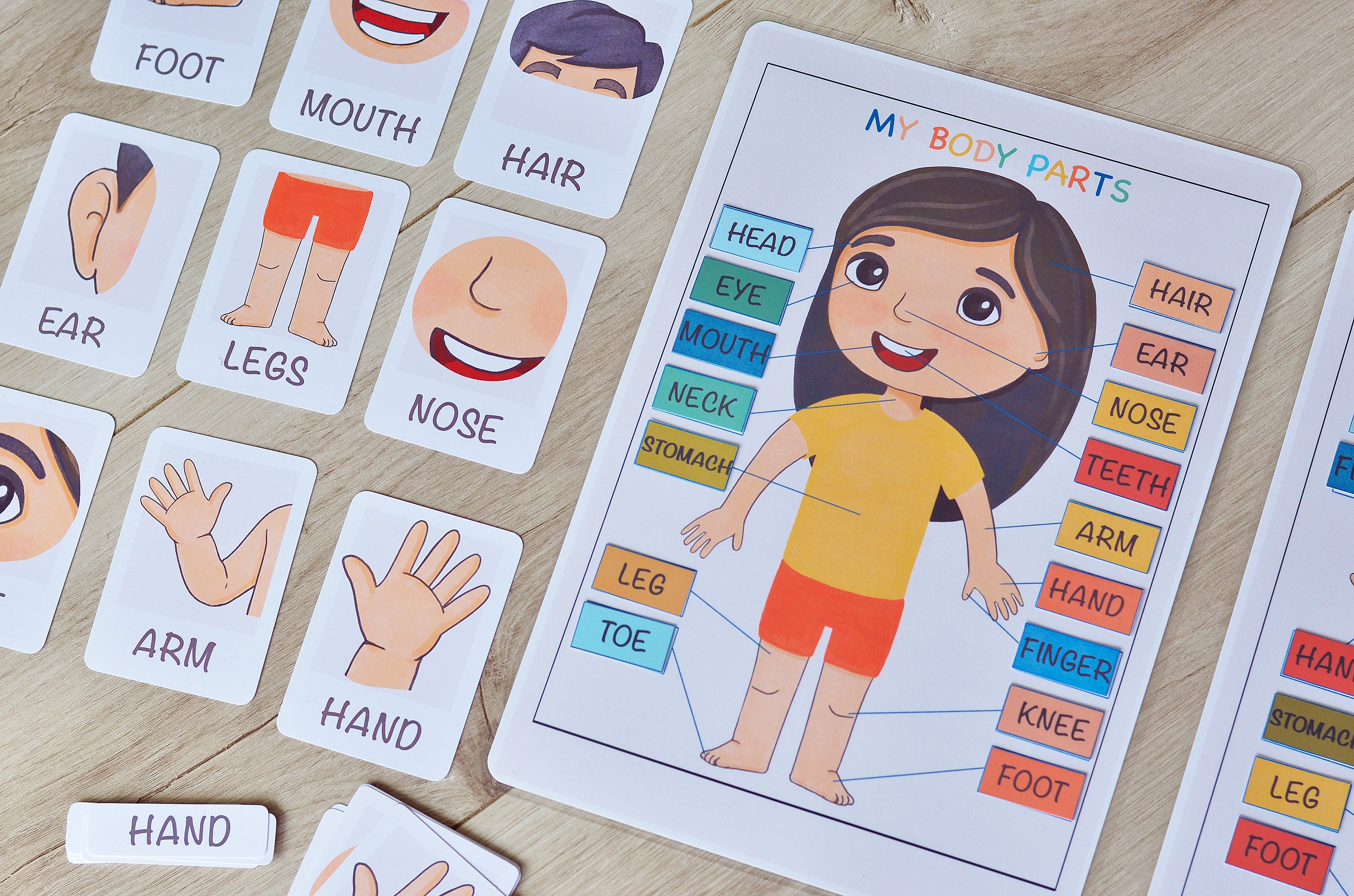 Body Parts Busy Bundle Printable Montessori Materials | Etsy