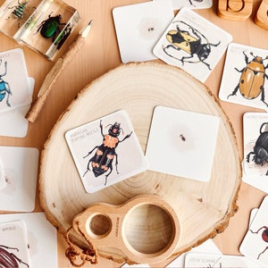 Beetles Study Activity Magnifying Glass Matching Game Homeschool ...