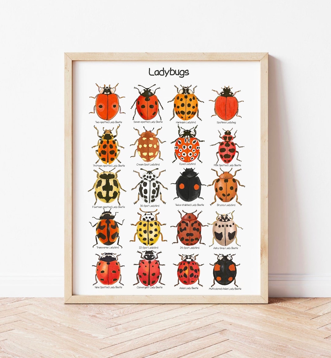 Ladybugs Poster Educational Wall Art for Kids Lady Beetles Classroom ...