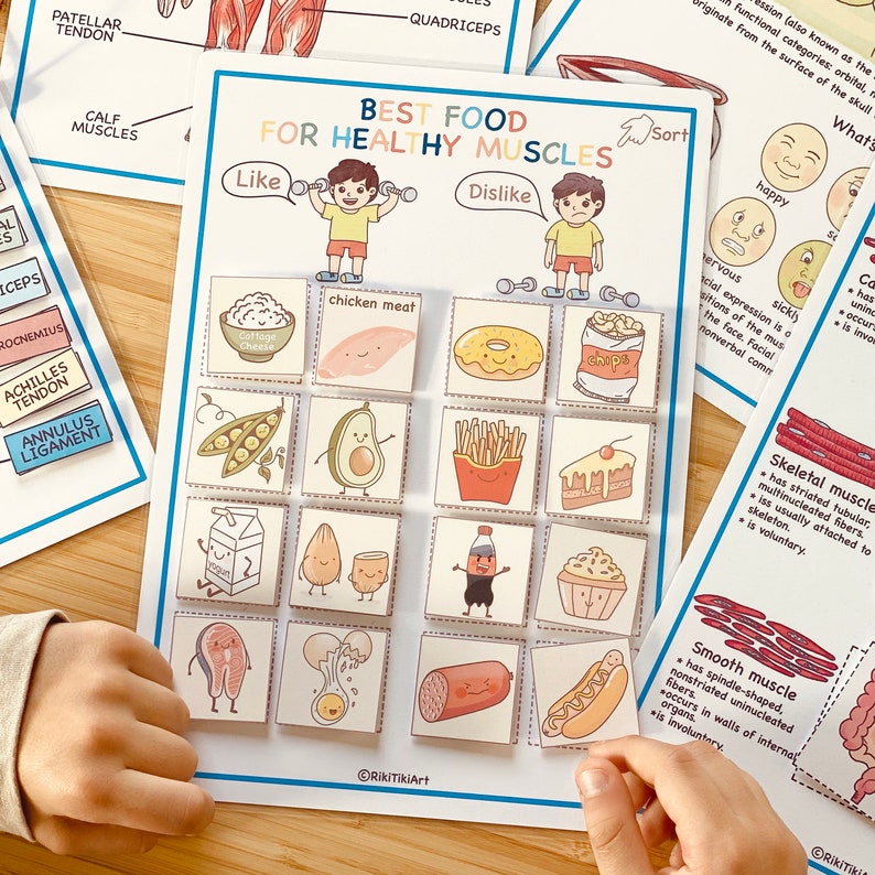 Muscular System Learning Bundle Human Anatomy Activity About - Etsy