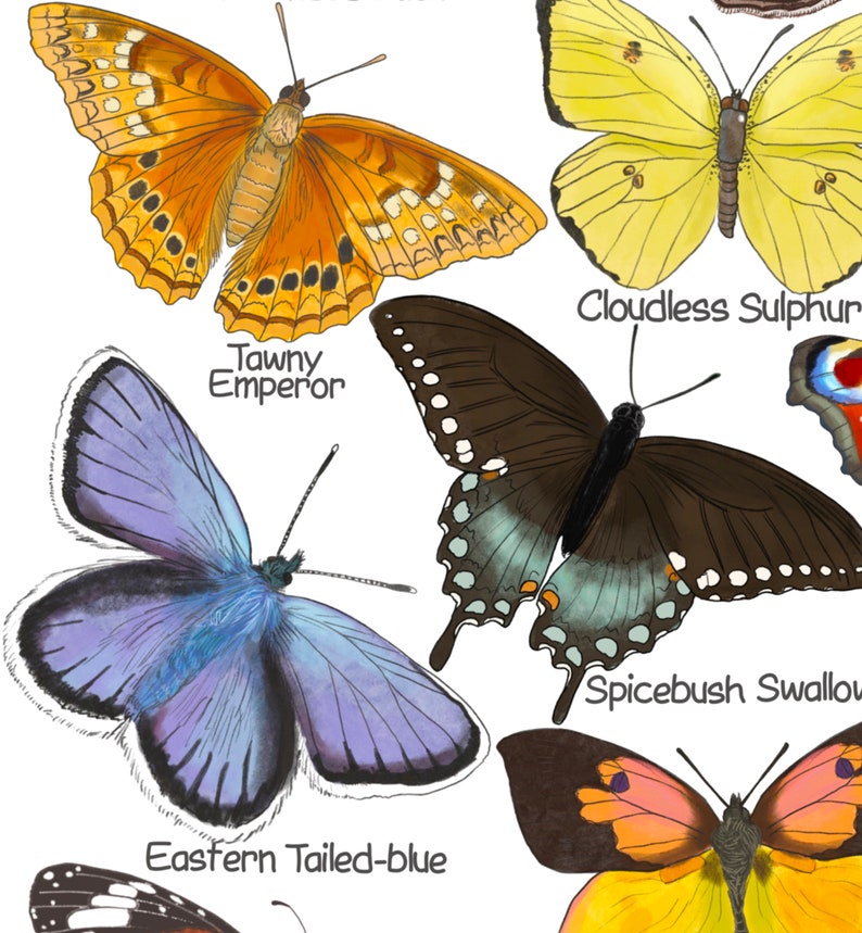 Butterfly Poster Nature Educational Posters Charlotte Mason - Etsy