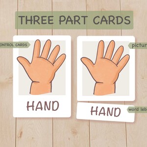 Toddler Flash Cards, Body Parts Flashcards, Homeschool Montessori ...