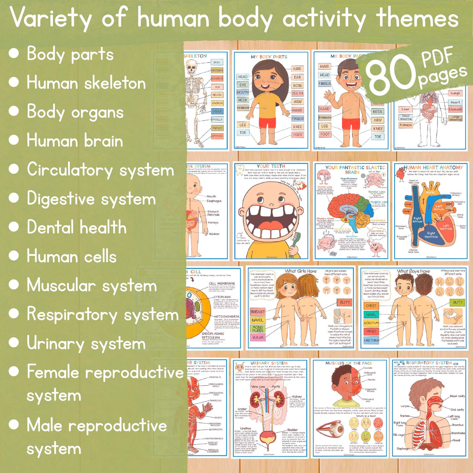 Human Anatomy BUNDLE - Systems Organs Parts of the Body, Anatomy Busy ...