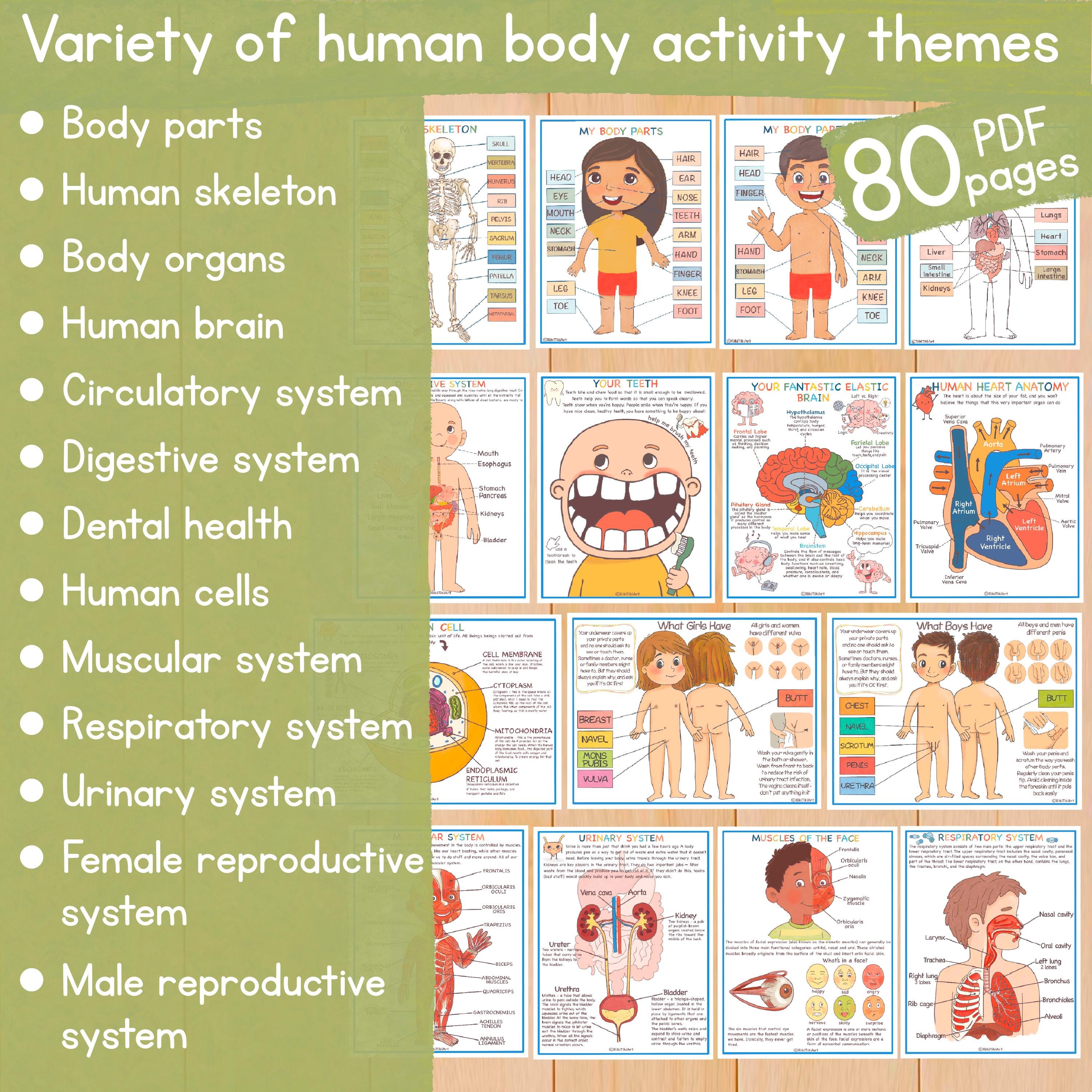 Human Anatomy BUNDLE - Systems Organs Parts of the Body, Anatomy Busy ...