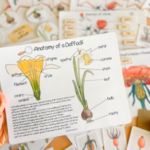 Flowers Unit Study Charlotte Mason Spring Printables Life Cycle of a ...