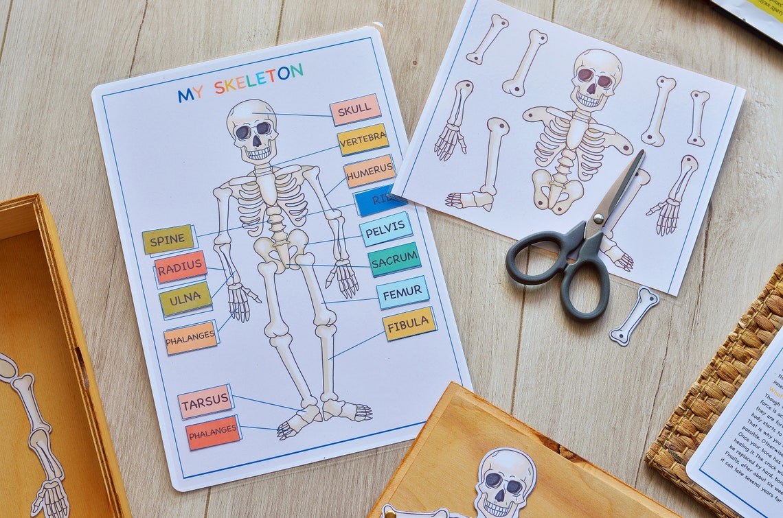 Human Skeleton Busy Book Page Printable Montessori Materials - Etsy