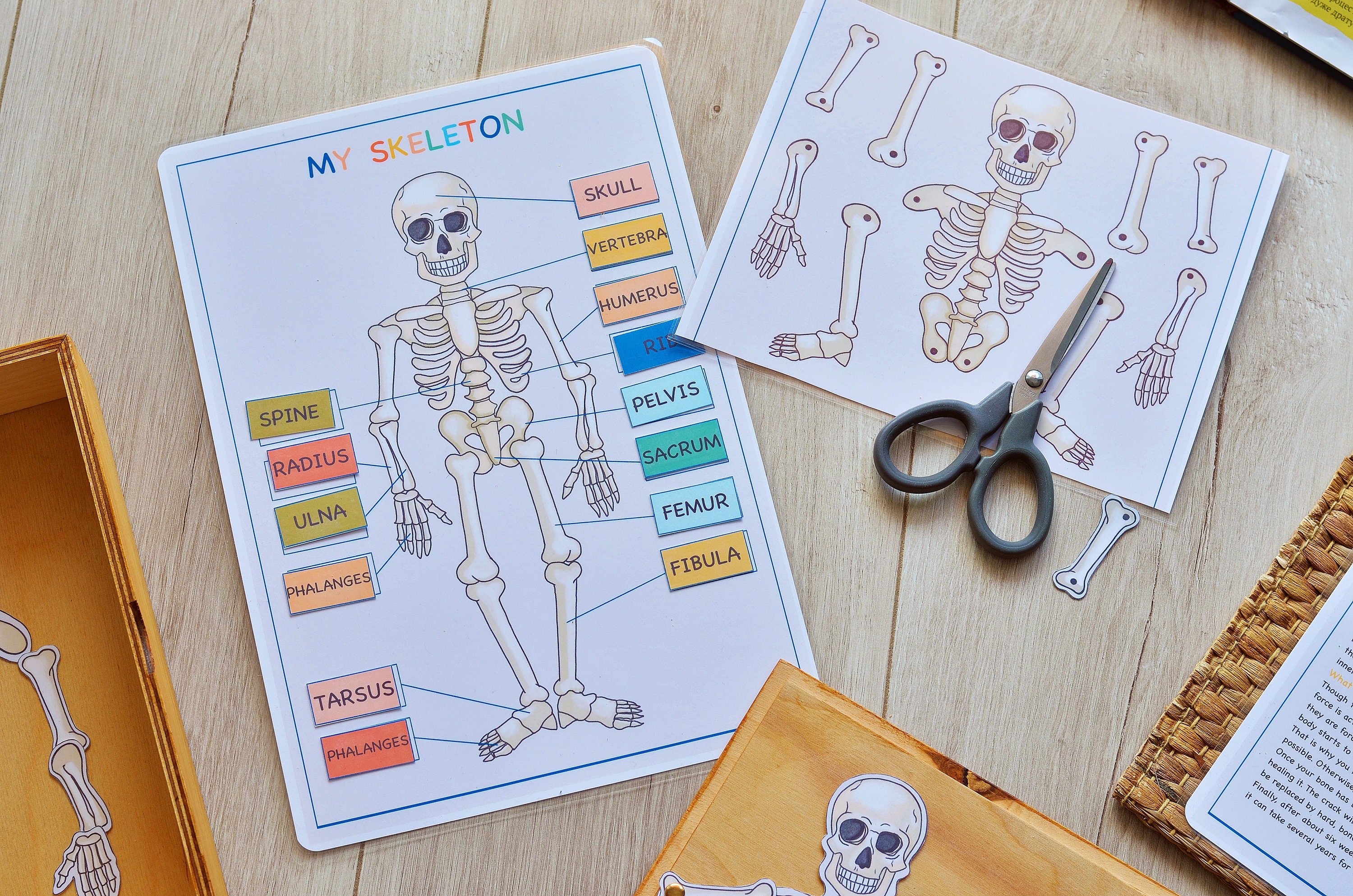 Human Skeleton Busy Book Page Printable Montessori Materials | Etsy UK
