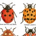 Ladybugs Poster Educational Wall Art for Kids Lady Beetles Classroom ...