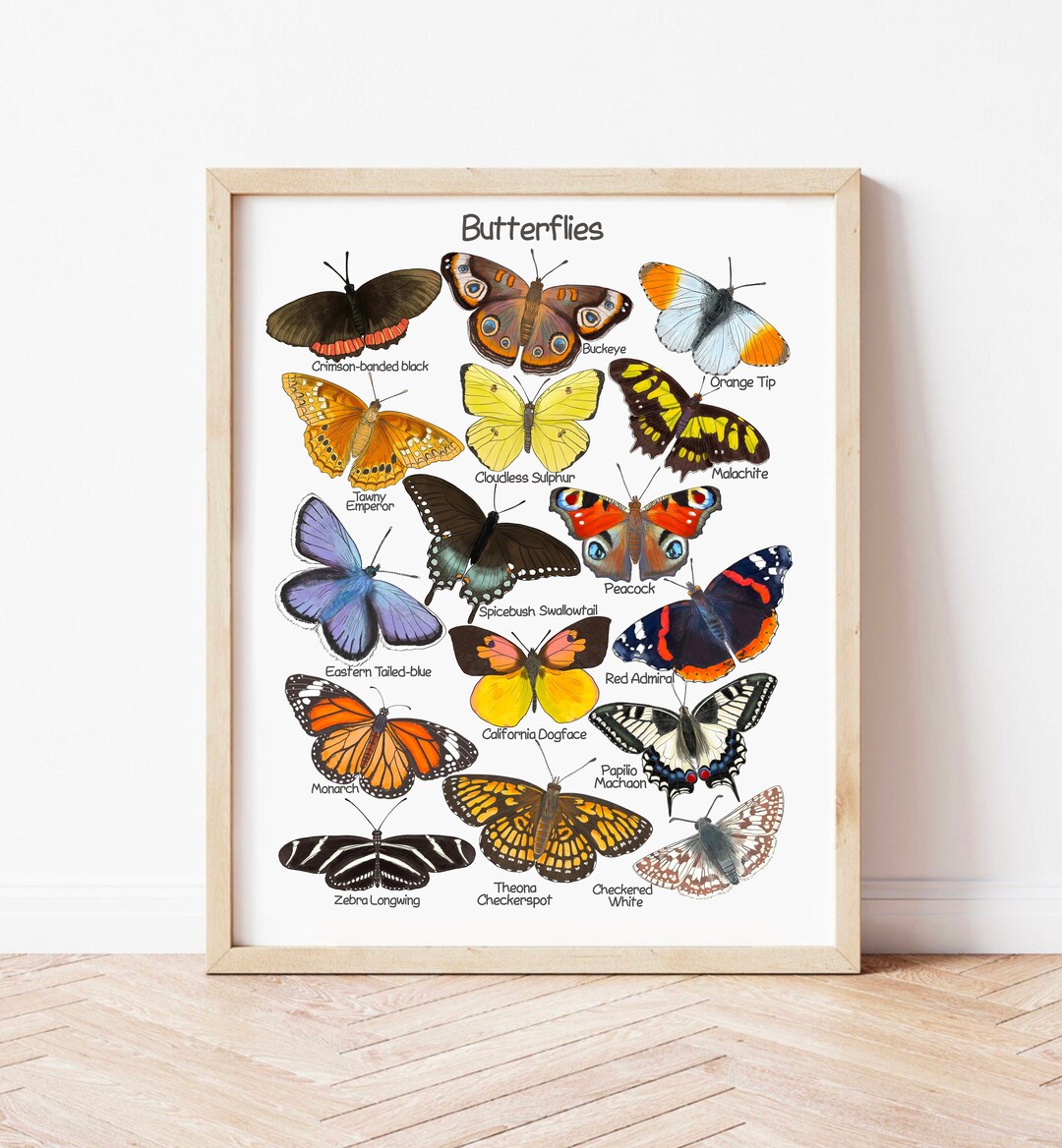Butterfly Poster Nature Educational Posters Charlotte Mason ...