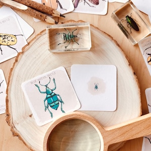 Beetles Study Activity Magnifying Glass Matching Game Homeschool ...