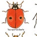 Ladybugs Poster Educational Wall Art for Kids Lady Beetles Classroom ...