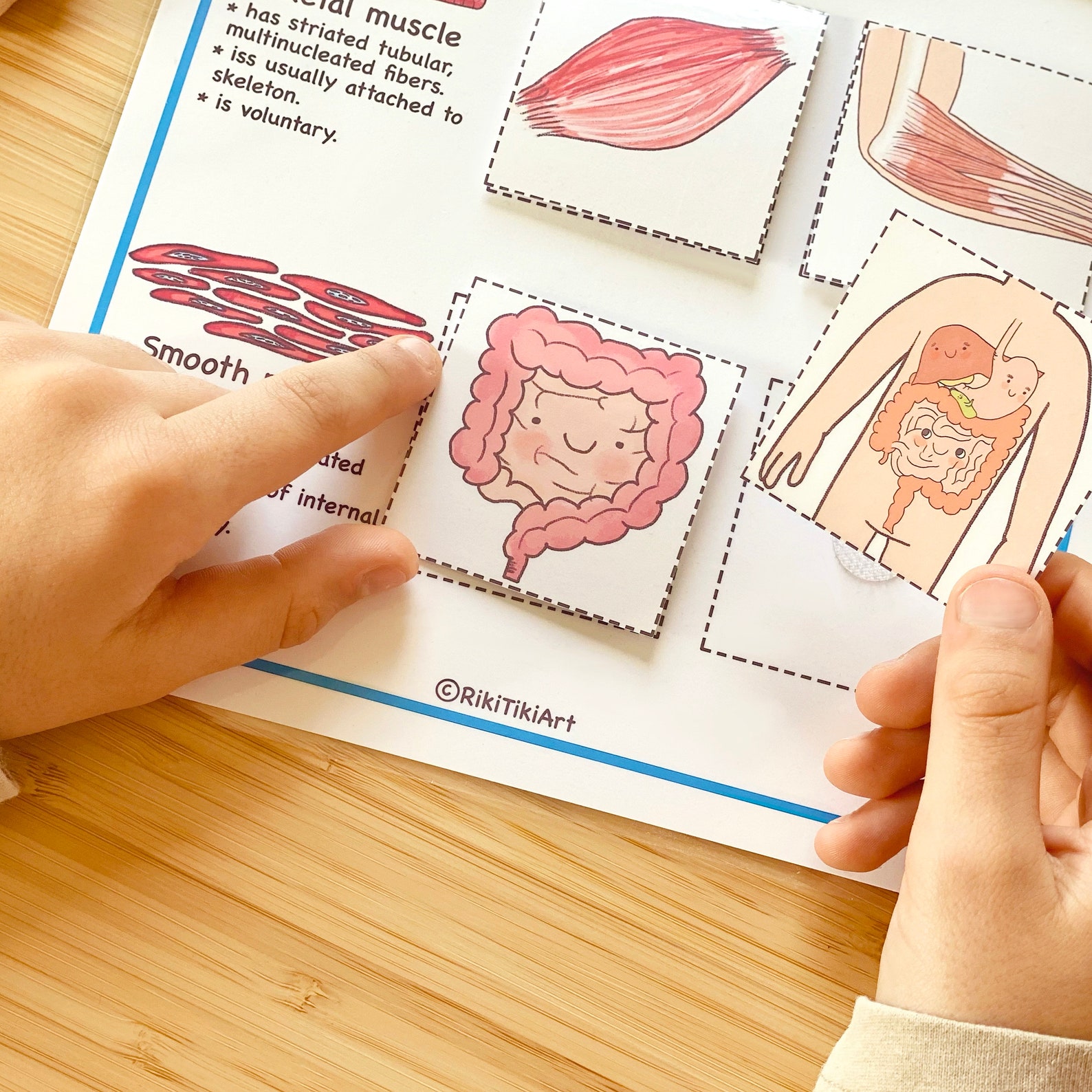 Muscular System Learning Bundle Human Anatomy Activity About - Etsy