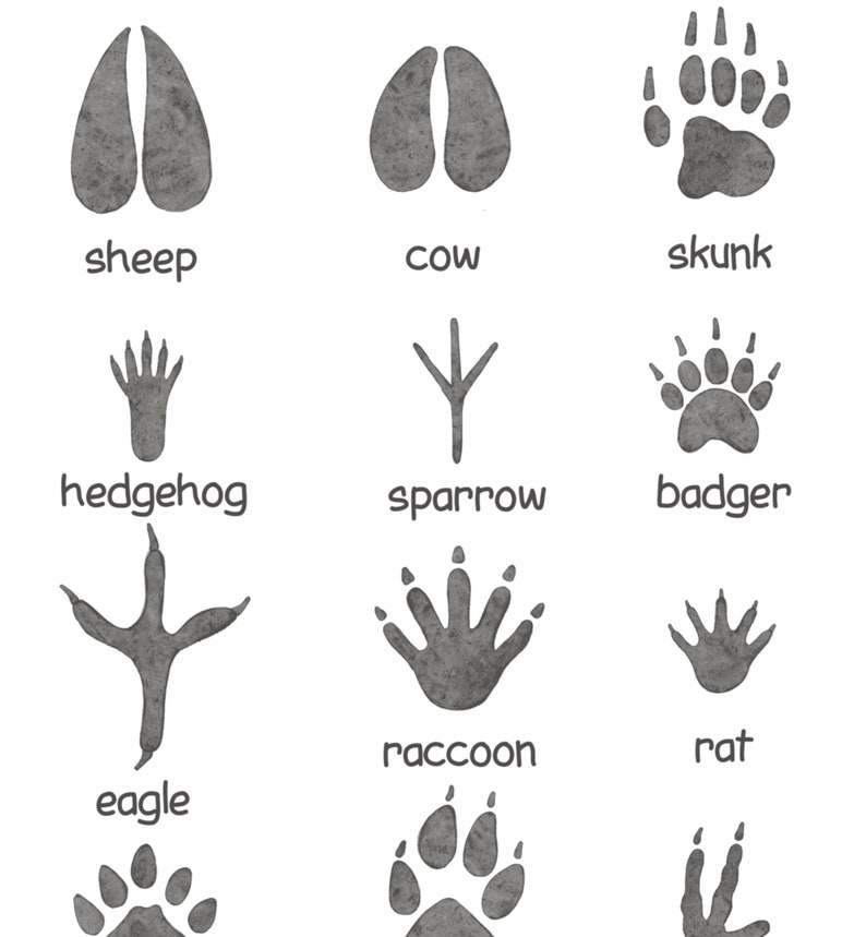Animal Tracks Print Woodland Nursery Decor Rustic Outdoor - Etsy