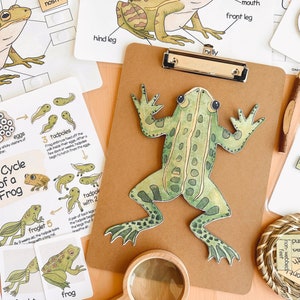 Frog Unit Study Homeschool Summer Activities Frog and Toad Life Cycle ...