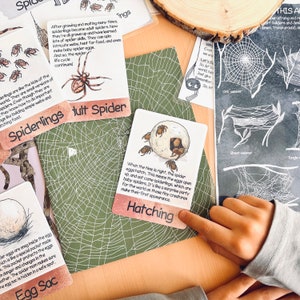 Spider Unit Study Homeschool Fall Activities Spider Life Cycle ...