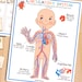 Human Anatomy Study Bundle, Anatomical Heart Homeschool Curriculum ...