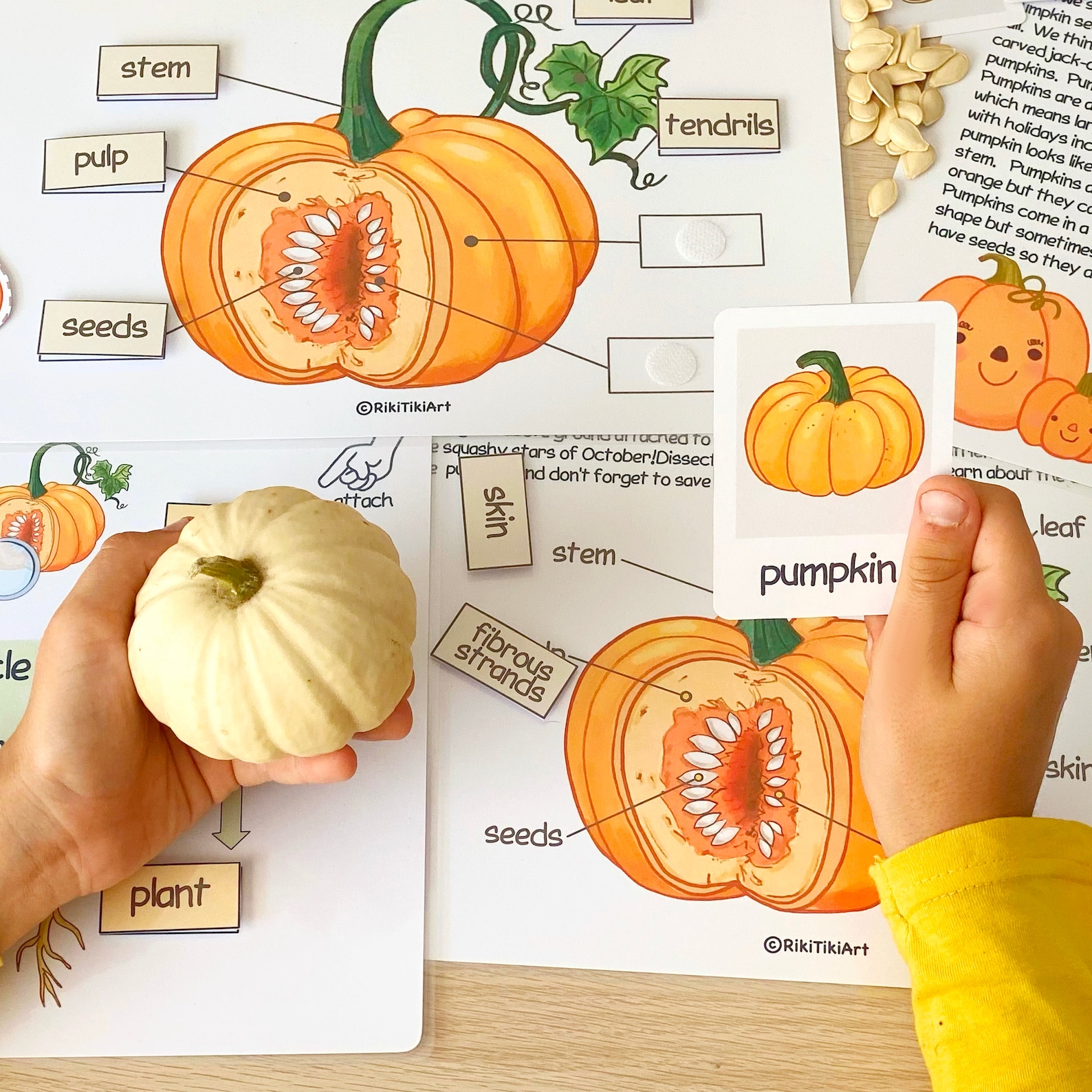 Pumpkin Unit Study Homeschool Learning Materials Charlotte - Etsy