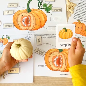 Pumpkin Unit Study Homeschool Learning Materials Charlotte Mason ...