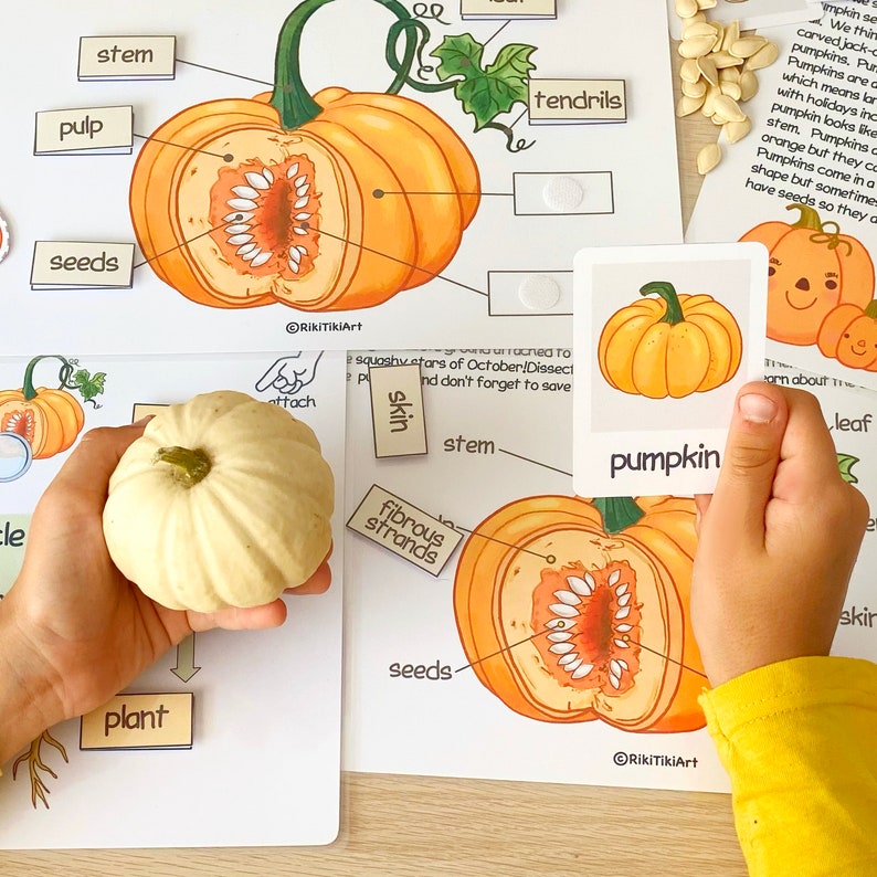 Pumpkin Unit Study Homeschool Learning Materials Charlotte - Etsy