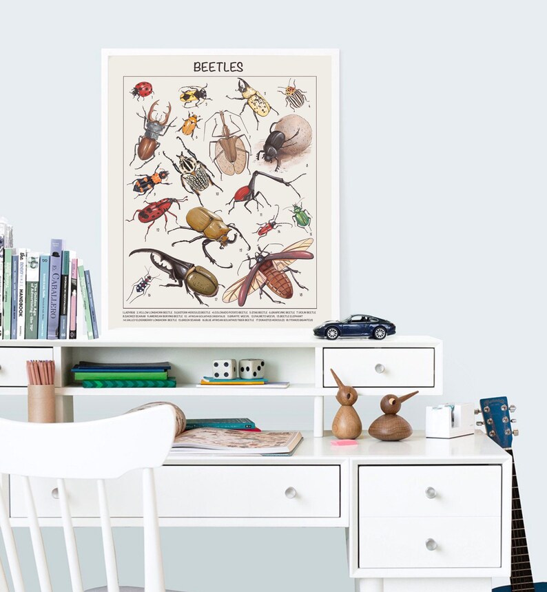 Beetle Educational Posters Homeschool Downloadable Prints | Etsy