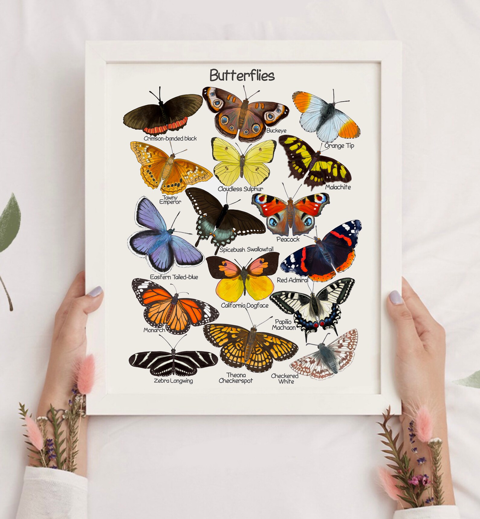 Butterfly Poster Nature Educational Posters Charlotte Mason ...