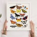 Butterfly Poster Nature Educational Posters Charlotte Mason ...