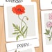 Flowers Flashcards Charlotte Mason Preschool Printables - Etsy